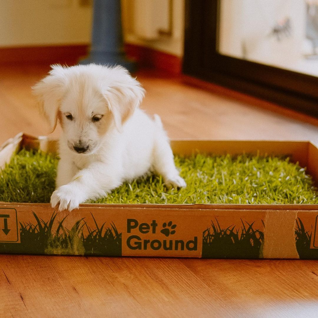 PetGround | Césped natural para tu mascota