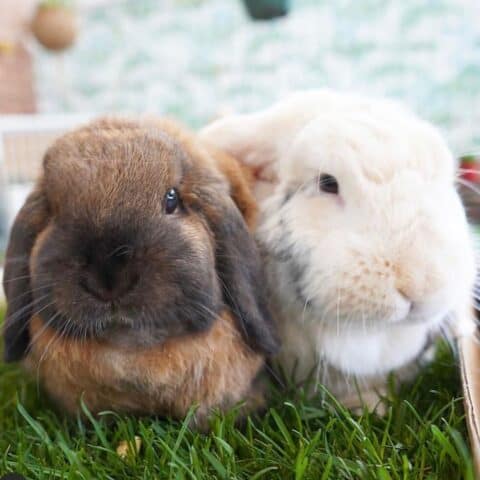 PetGround | Césped natural para tu mascota